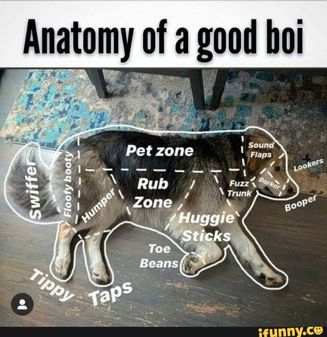 Anatomy of good boi - iFunny
