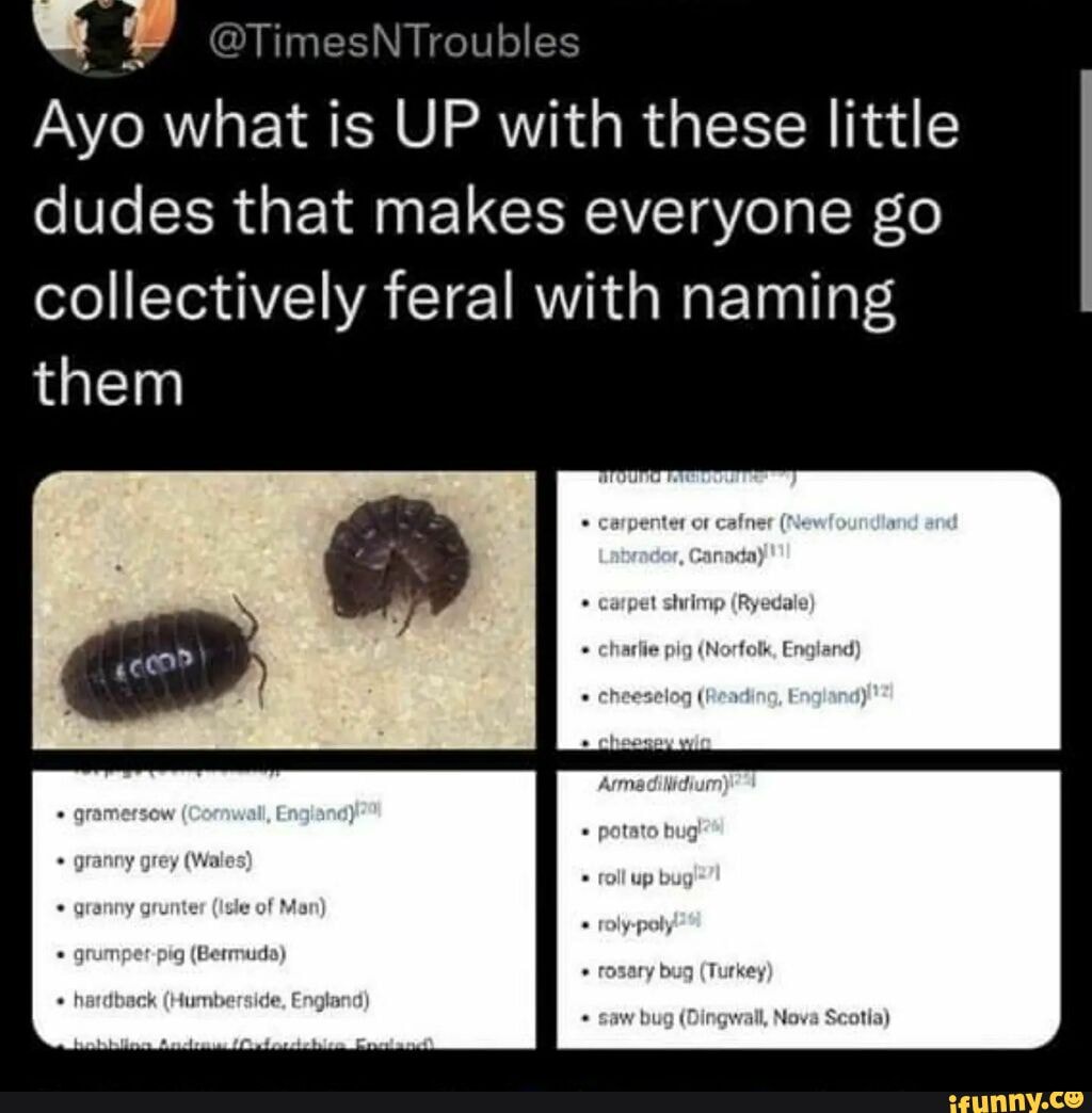 Precarious memes. Best Collection of funny Precarious pictures on iFunny