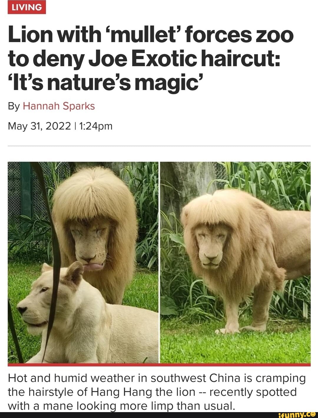 Humid Weather Hair Meme