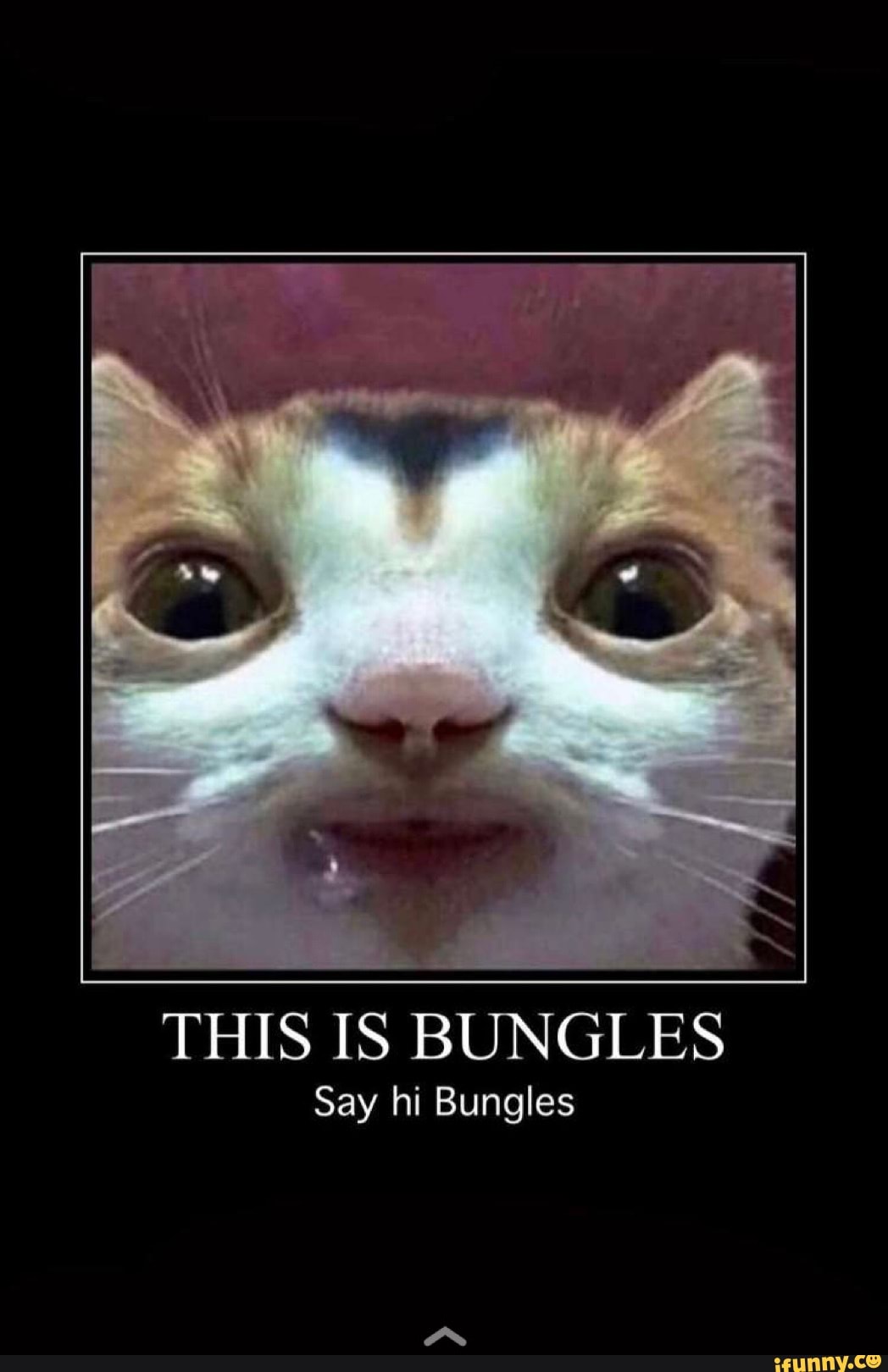 Bungles memes. Best Collection of funny Bungles pictures on iFunny