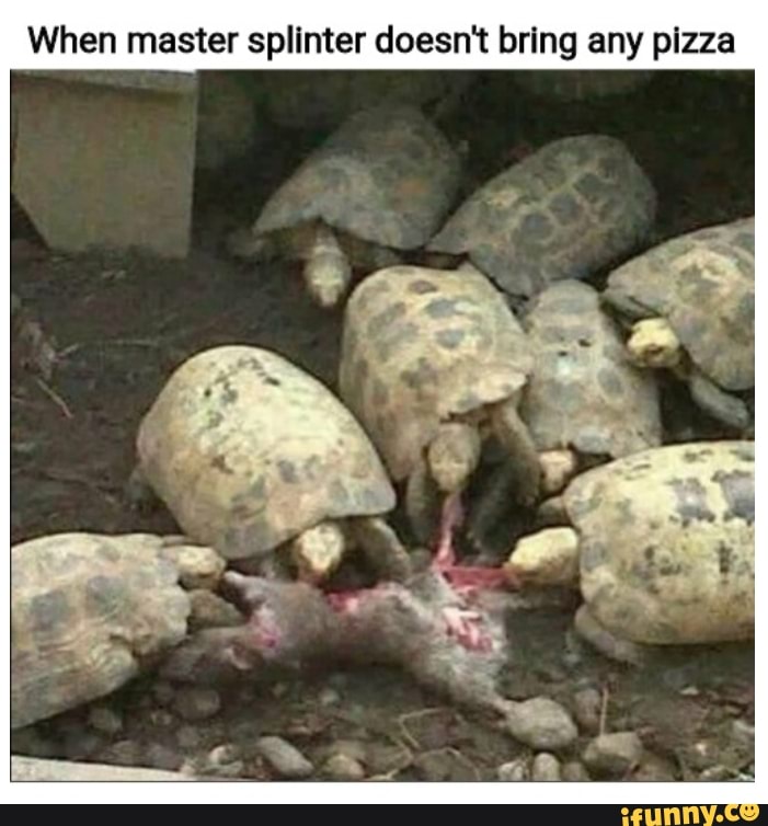 When master splinter doesn't bring any pizza - iFunny