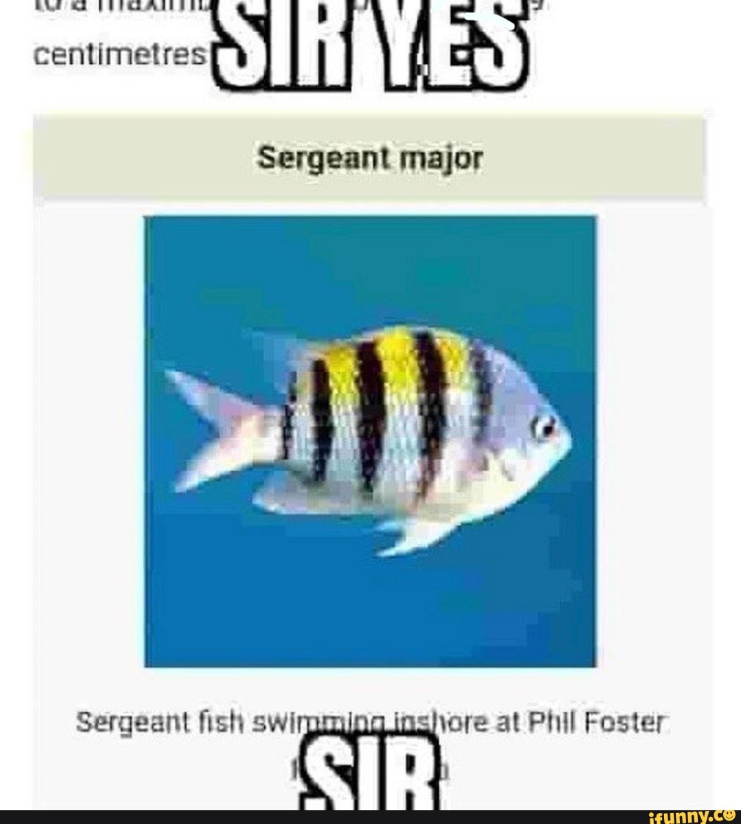 Centimetres Sergeant major Sergeant fish swir yore at Phil Foster - )