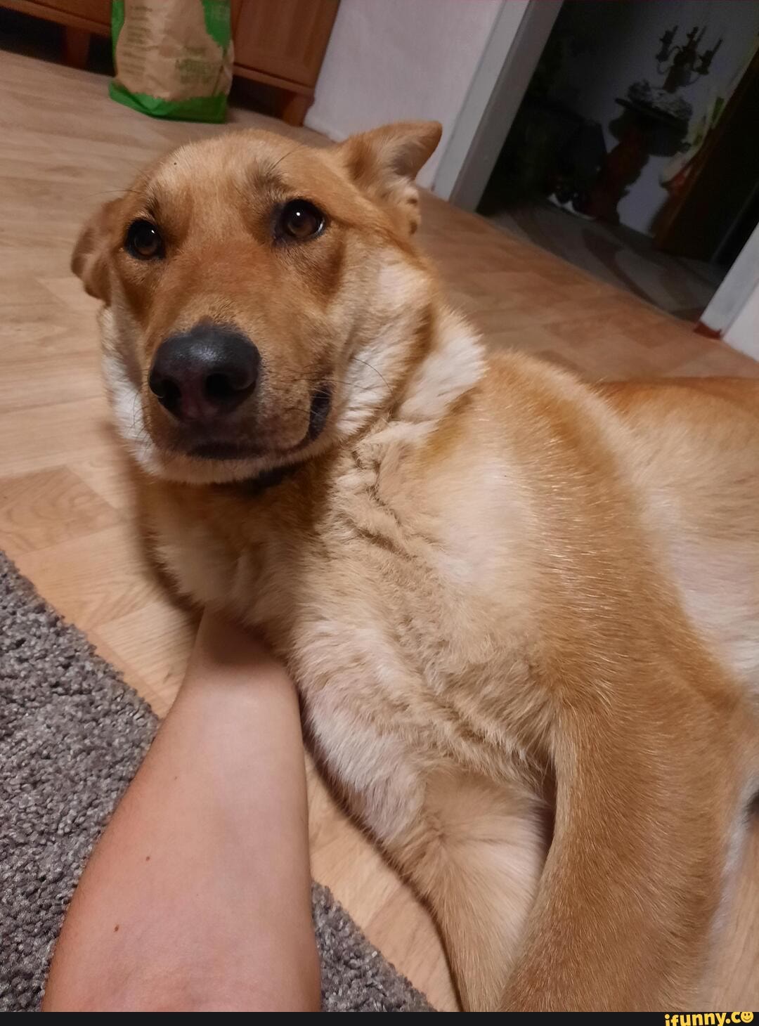 Ronja memes. Best Collection of funny Ronja pictures on iFunny