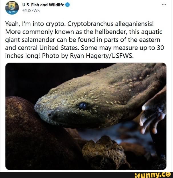 Hellbender memes. Best Collection of funny Hellbender pictures on iFunny