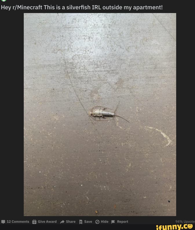 Hey This is a silverfish IRL outside my apartment! - iFunny