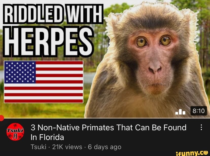 Primates memes. Best Collection of funny Primates pictures on iFunny