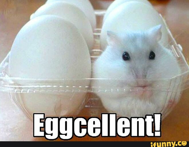 Eggcellent memes. Best Collection of funny Eggcellent pictures on iFunny
