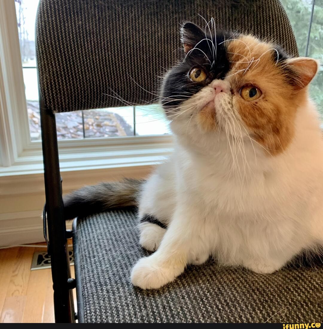 Jujube memes. Best Collection of funny Jujube pictures on iFunny