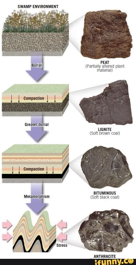 'SWAMP ENVIRONMENT PEAT (Partially altered plant material) Greater ...
