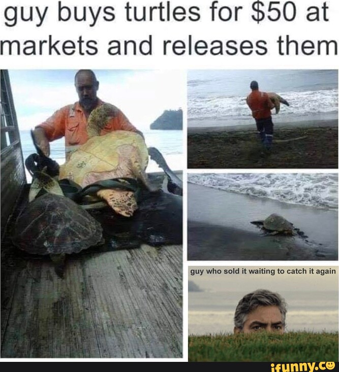 Guy buys turtles for markets and releases them Who sold it waiting to ...