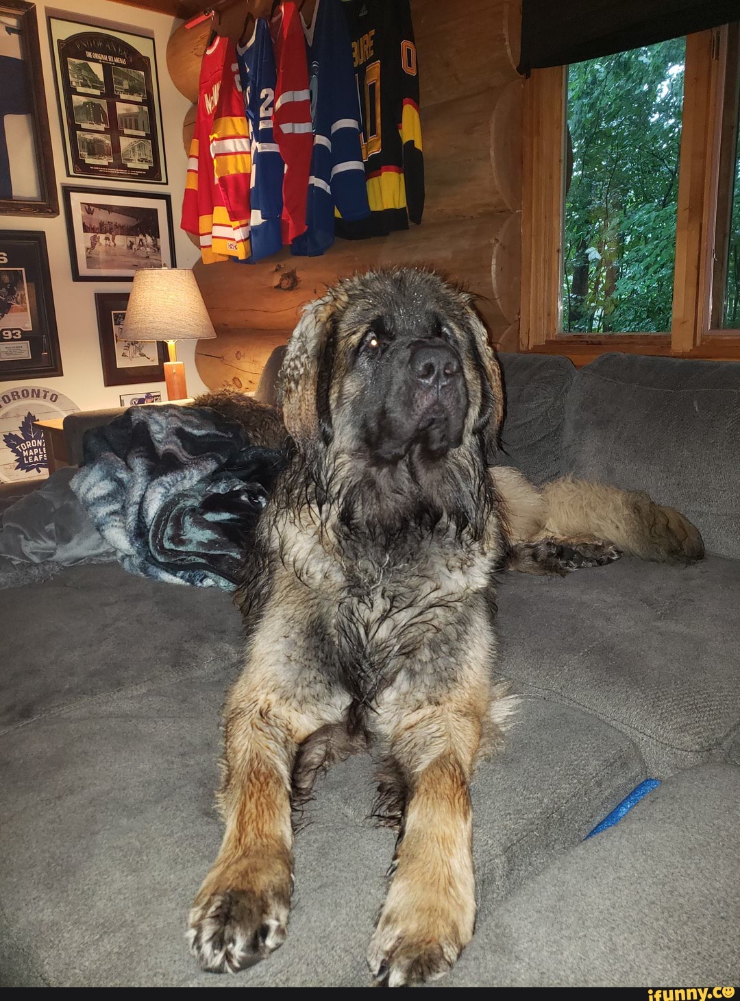 Leonberger memes. Best Collection of funny Leonberger pictures on iFunny