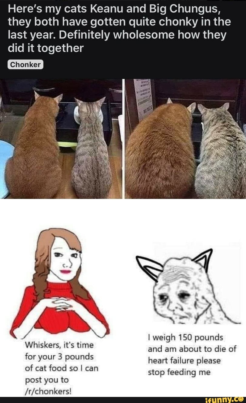 Here's my cats Keanu and Big Chungus, they both have gotten quite ...
