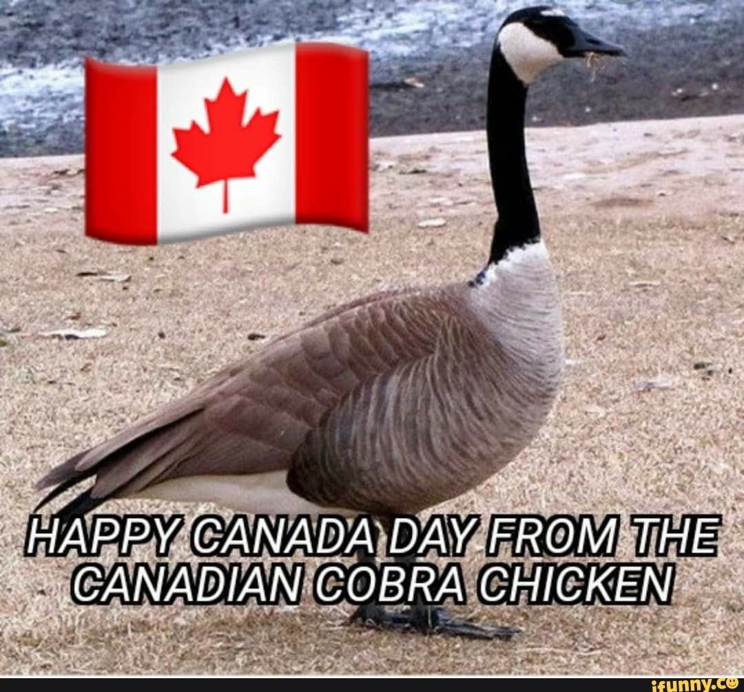 HAPPY CANADA DAY FROM THE CANADIAN COBRA CHICKEN - iFunny
