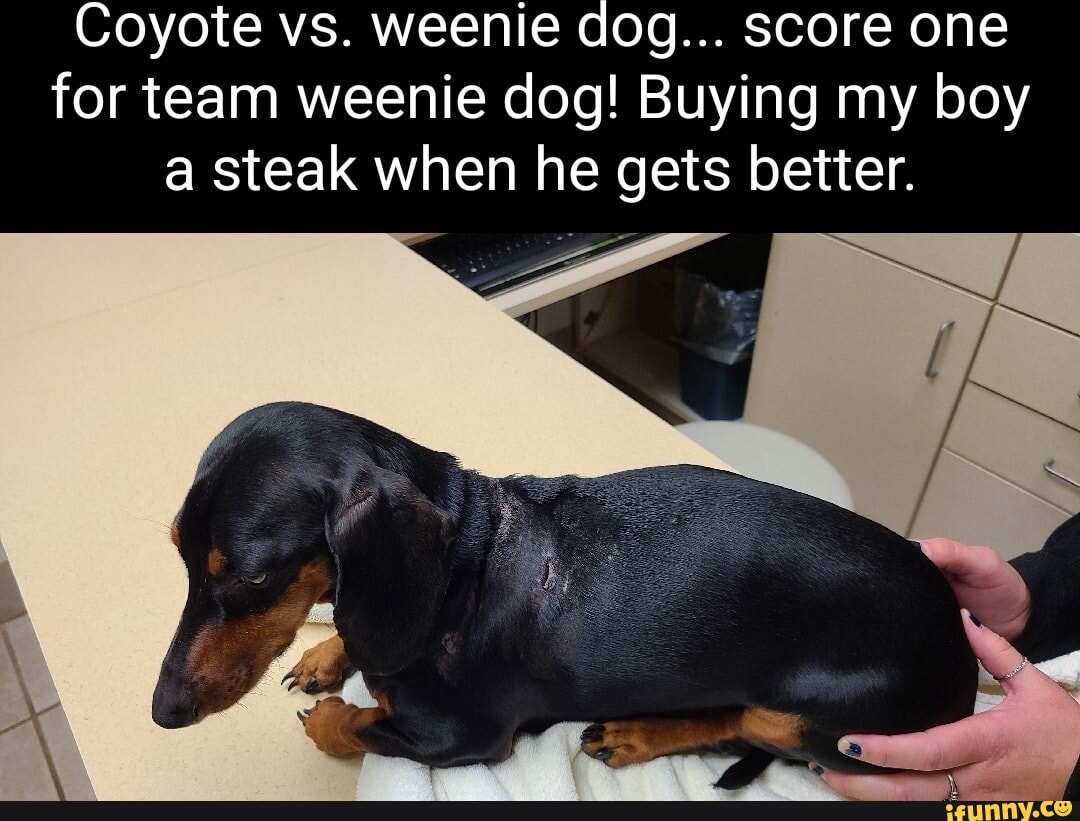Weenie memes. Best Collection of funny Weenie pictures on iFunny