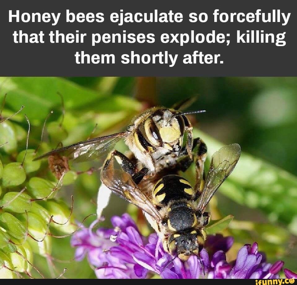 Honey bees ejaculate so forcefully that their penises explode; killing ...