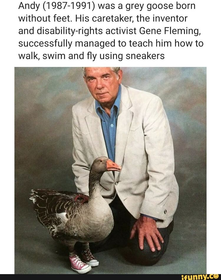 Andy (1987-1991) was a grey goose born without feet. His caretaker, the ...