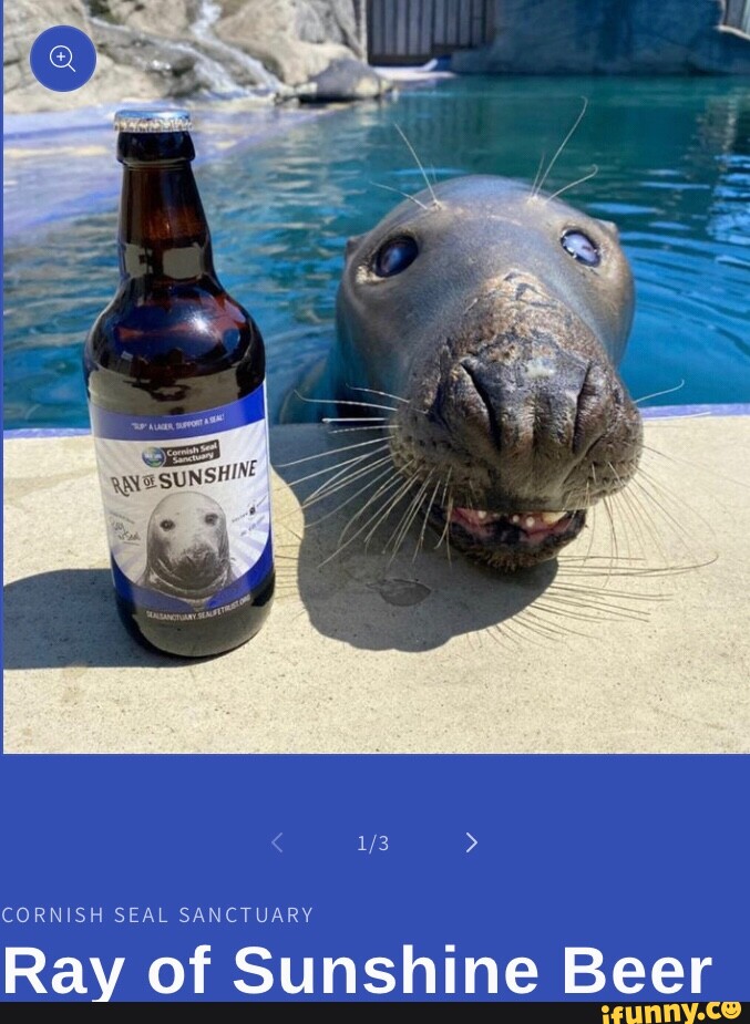CORNISH SEAL SANCTUARY Ray of Sunshine Beer - iFunny