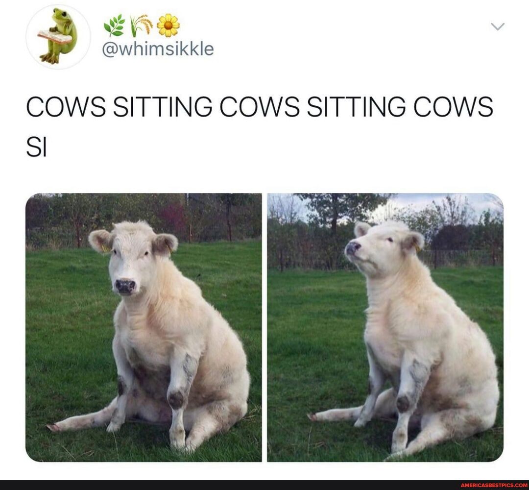 Have you ever seen a cow sitting? (whimsikkle / tw) - COWS SITTING COWS ...