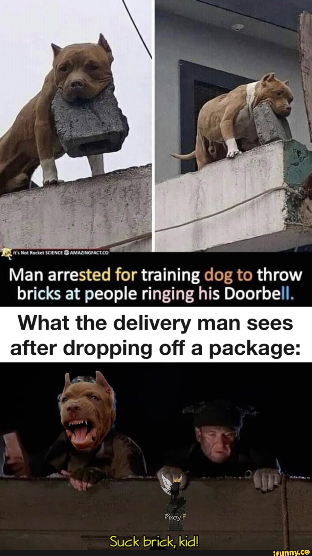 It's Not Rocket SCIENCE AMAZINGFACT.CO Man arrested for training dog to ...