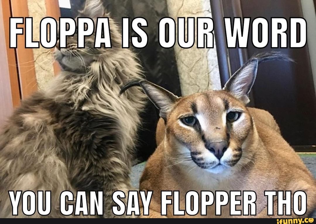 FLOPPA IS OUR WORD im # YOU CAN SAY FLOPPER THO - iFunny
