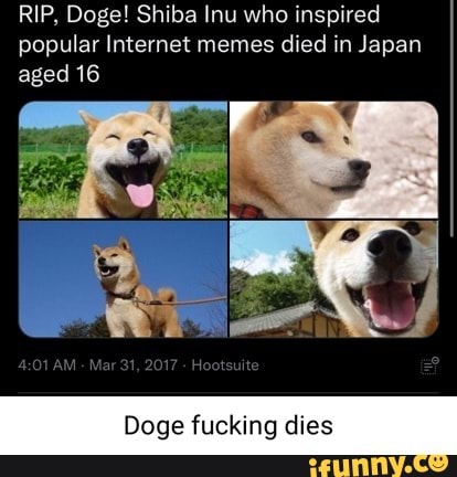 RIP, Doge! Shiba Inu who inspired popular Internet memes died in Japan aged 16 Doge fucking dies ...
