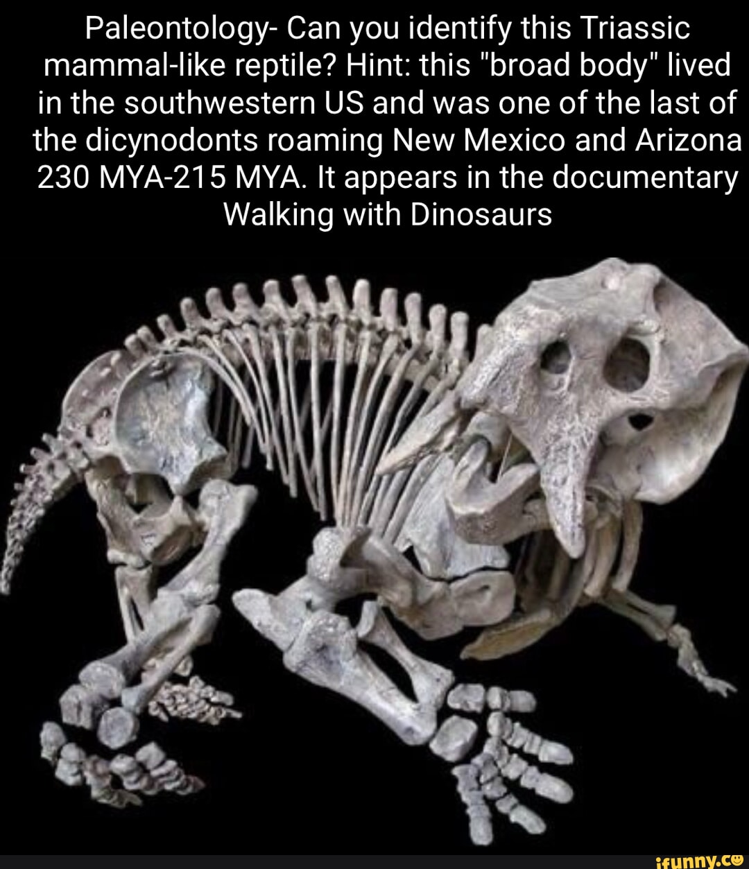Paleontology- Can you identify this Triassic mammal-like reptile? Hint ...
