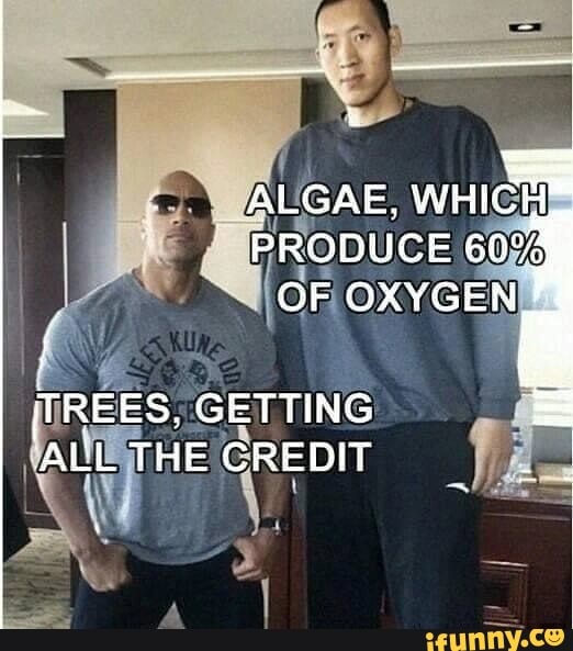 Algae memes. Best Collection of funny Algae pictures on iFunny