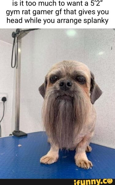 Is it too much to want a gym rat gamer of that gives you head while you ...