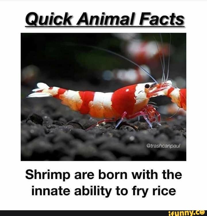 Shrimp memes. Best Collection of funny Shrimp pictures on iFunny