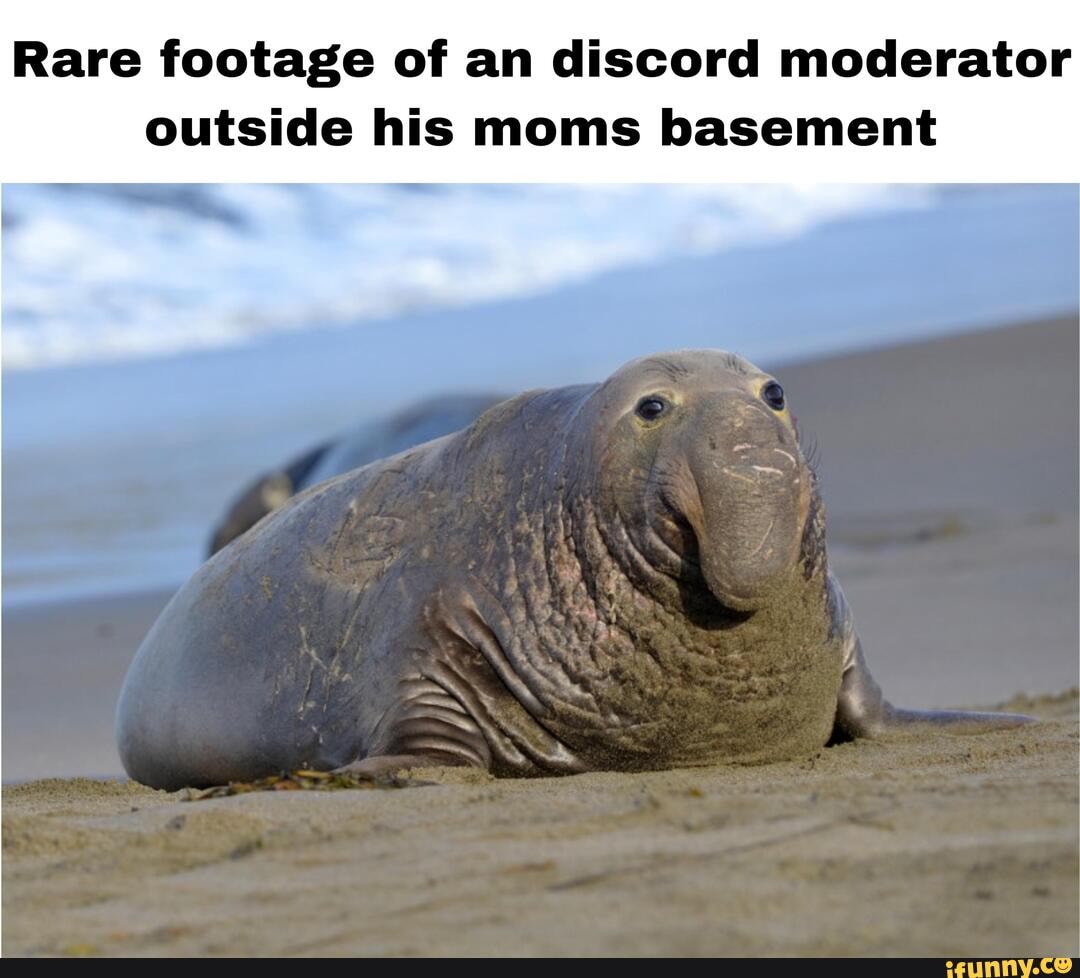 Rare footage of an discord moderator outside his moms basement - iFunny