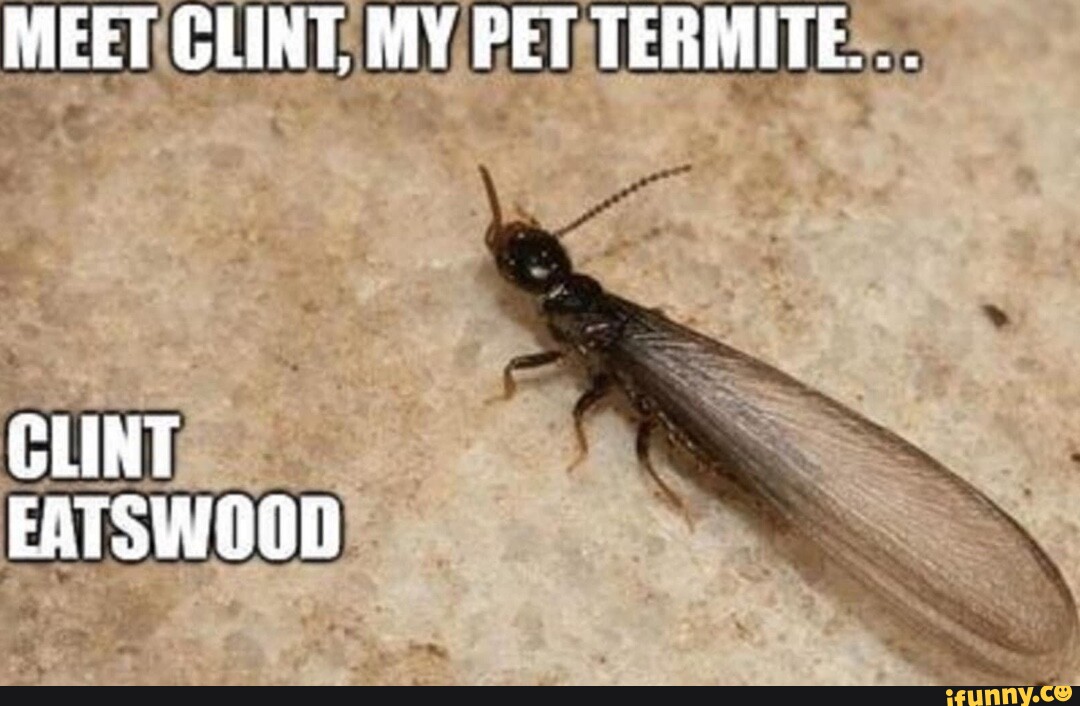 MEET CLINT, MY PET TERMITE... GLINT EATSWOOD - iFunny