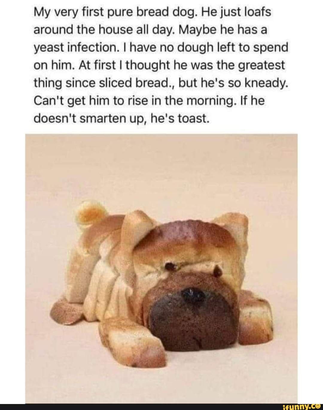 My very first pure bread dog. He just loafs around the house all day ...