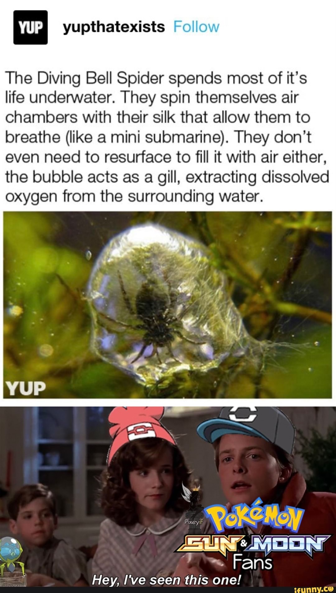 The Diving Bell Spider spends most of it's life underwater. They spin ...