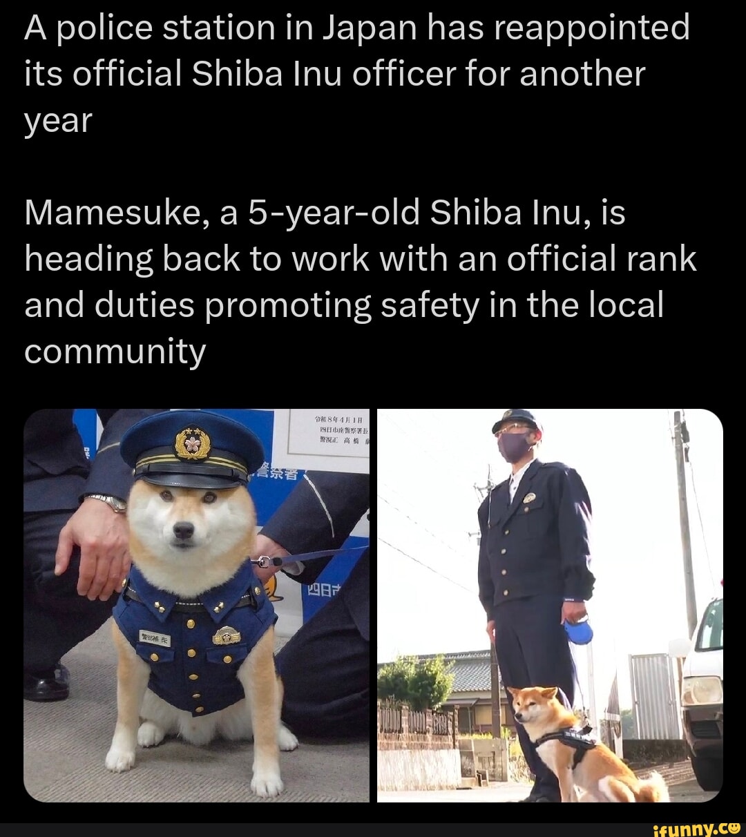 A police station in Japan has reappointed its official Shiba Inu ...