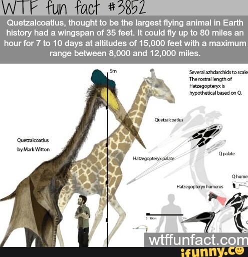 Quetzalcoatlus, thought to be the largest flying animal in Earth ...