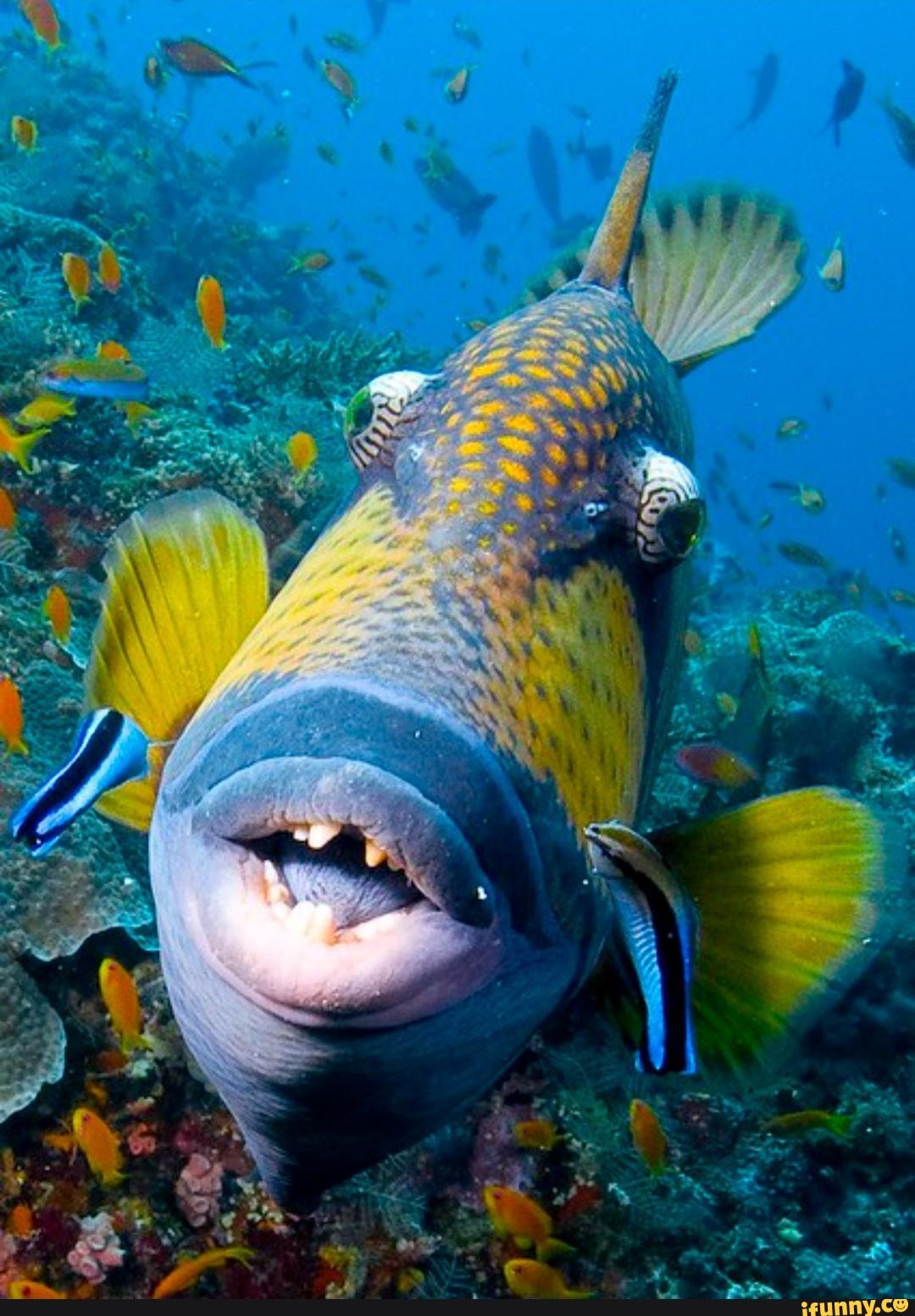 Tigerfish memes. Best Collection of funny Tigerfish pictures on iFunny