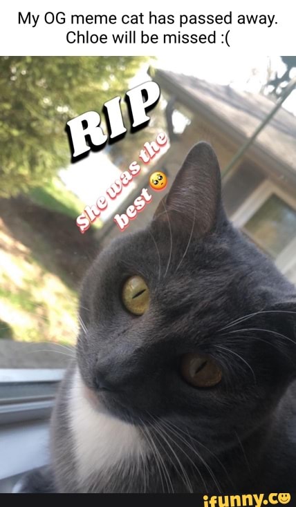 My OG meme cat has passed away. Chloe will be missed ge, - iFunny