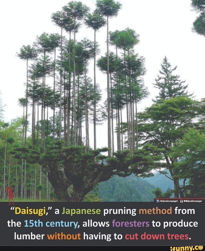 Daisugi memes. Best Collection of funny Daisugi pictures on iFunny