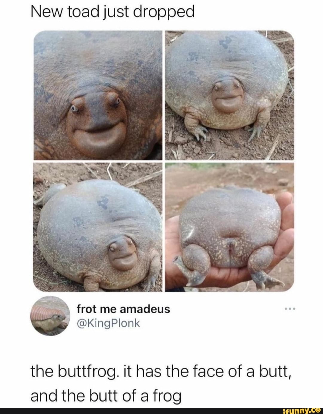 Buttfrog memes. Best Collection of funny Buttfrog pictures on iFunny