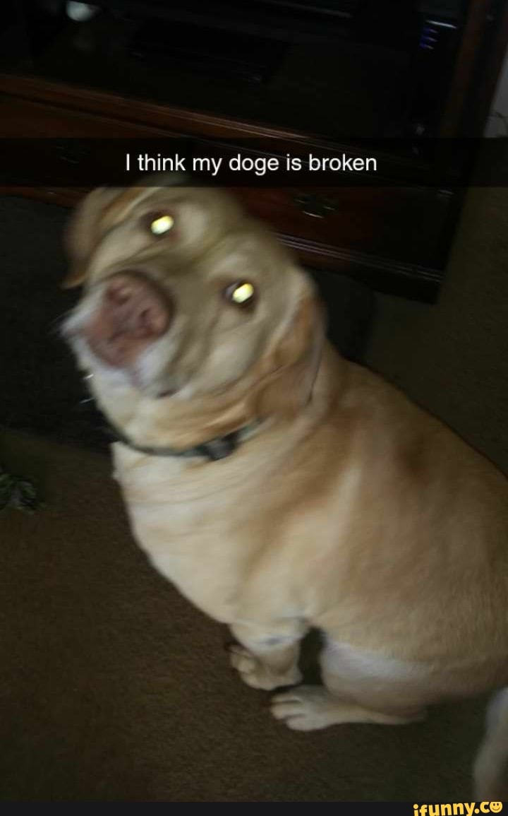 Roofus memes. Best Collection of funny Roofus pictures on iFunny