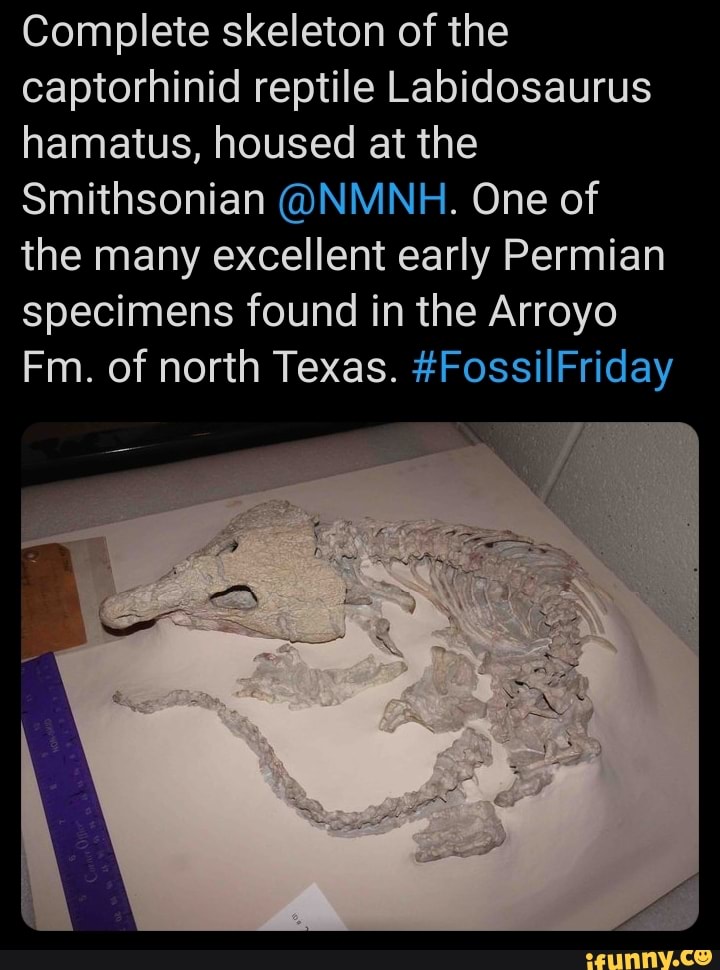Labidosaurus memes. Best Collection of funny Labidosaurus pictures on ...