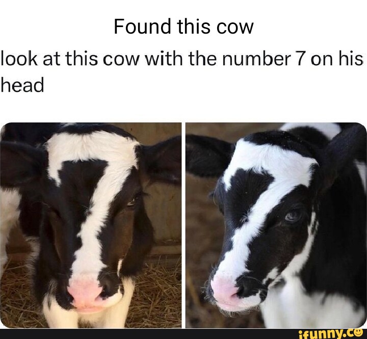 Found this cow look at this cow with the number 7 on his head AS - iFunny