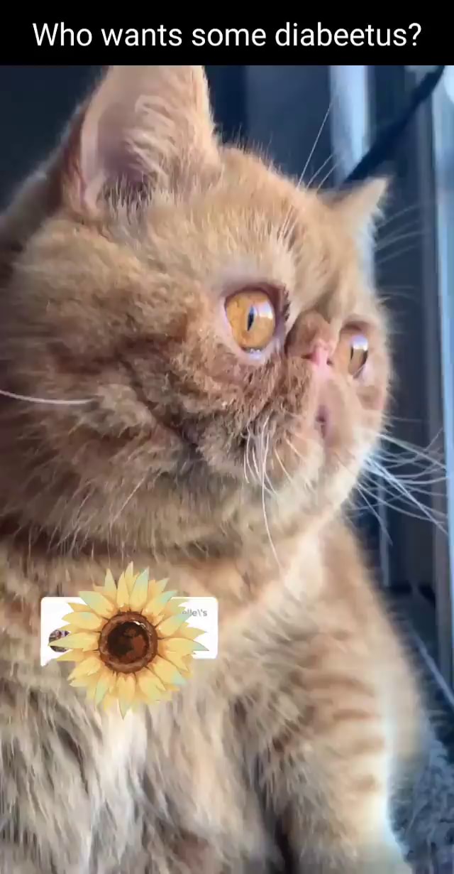 Diabeetus Cat
