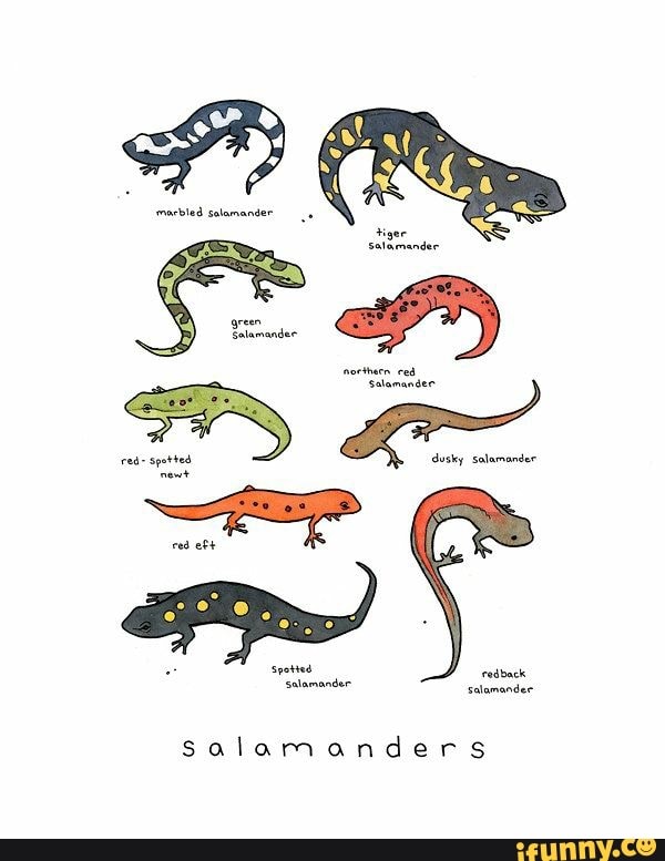 Salamandee dusky salamonder redback eft 'salamander salamanders - iFunny