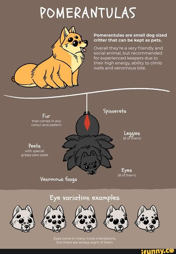 POMERANTULAS Pomerantulas are small dog sized critter that can be kept ...