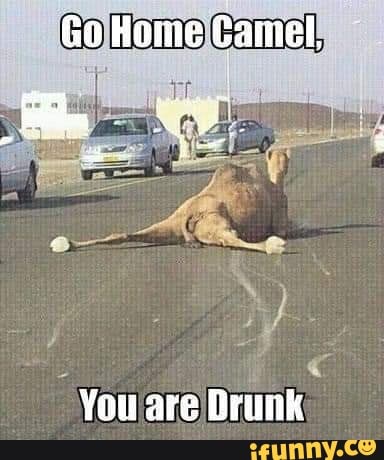 Drunk Camel Memes