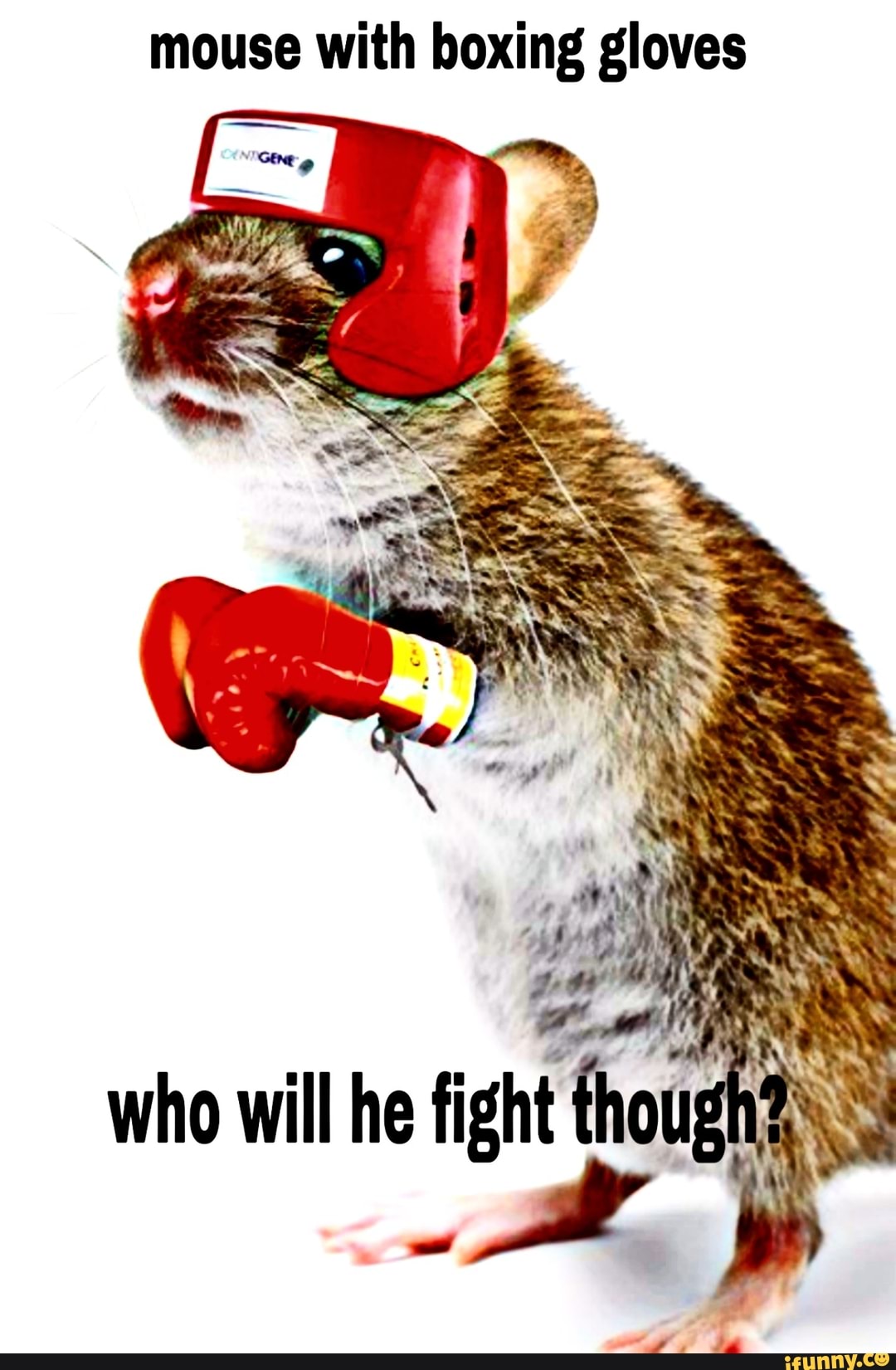 Mouse with boxing gloves who will he fight thou Mt - iFunny