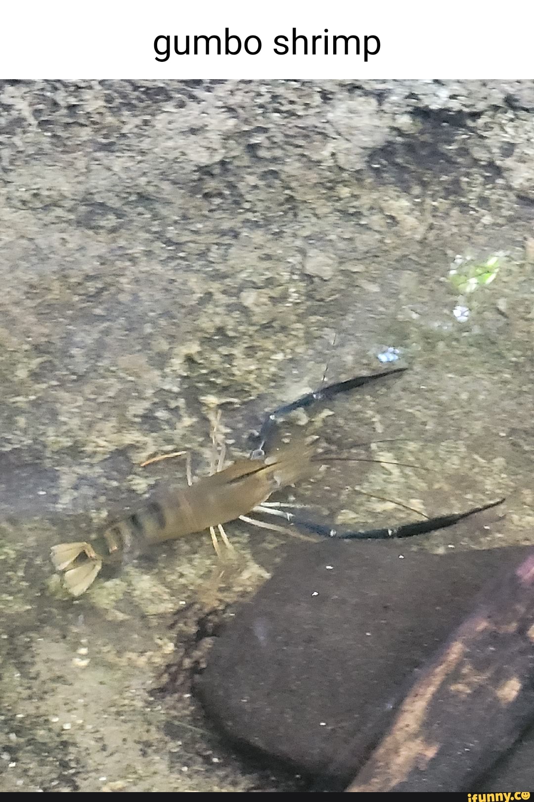 Gumbo memes. Best Collection of funny Gumbo pictures on iFunny