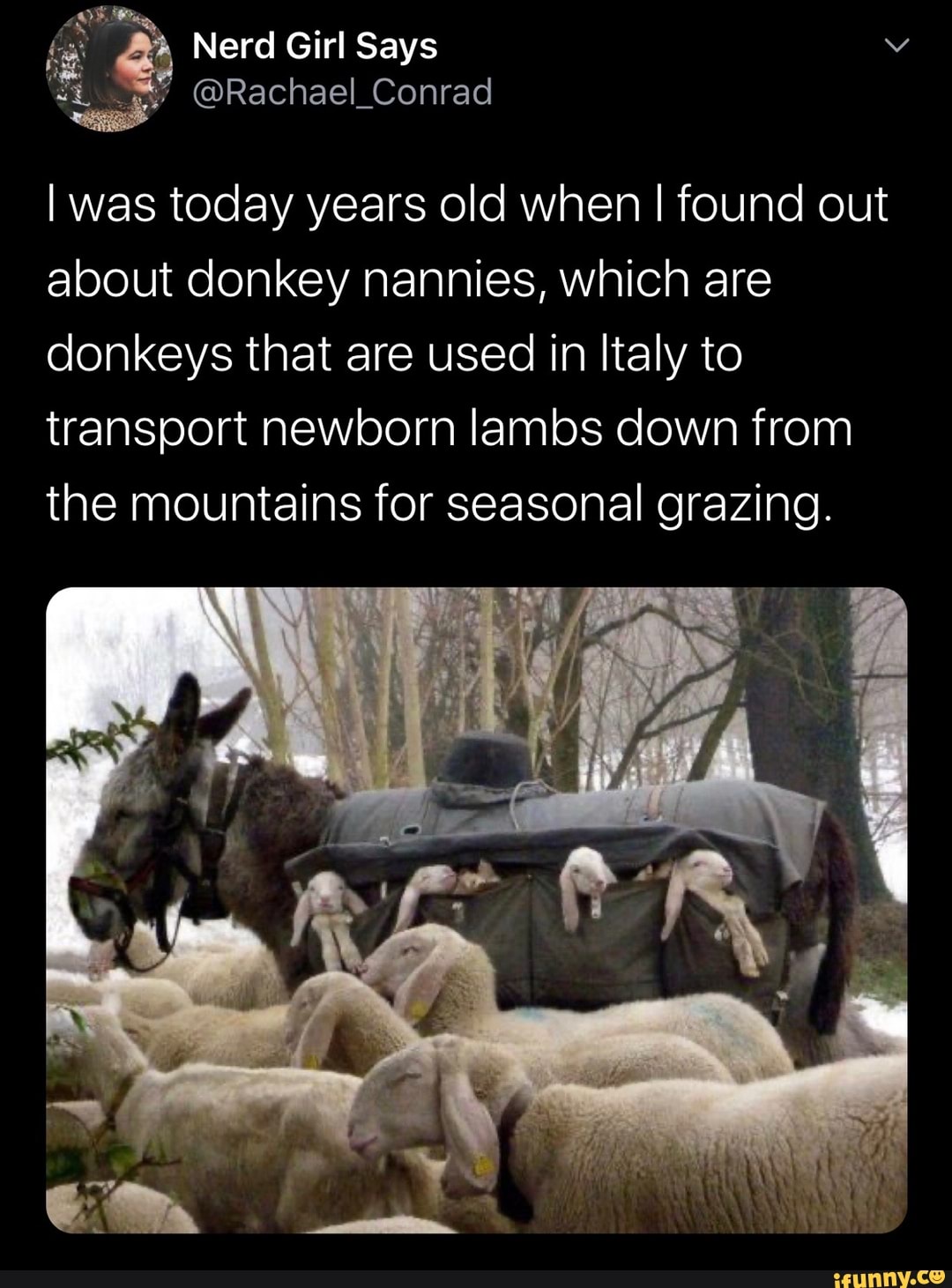 I was today years old when I found out about donkey nannies, which are ...