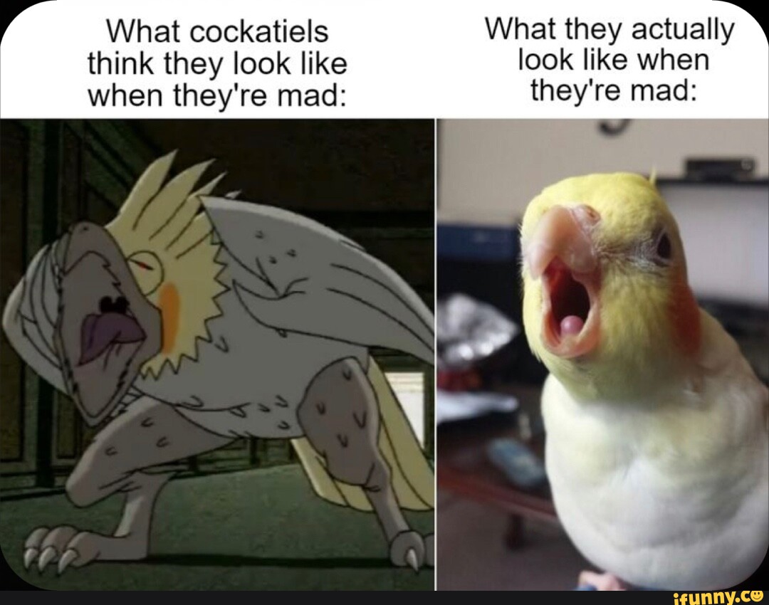 What cockatiels What they actually think they look like look like when ...